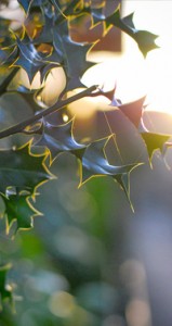 Terms & Definitions for Espoma Products | Espoma