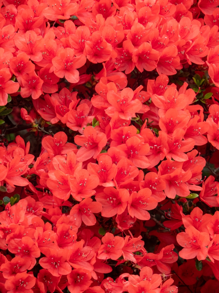How to plant colorful flowering Azaleas & Rhodos | Espoma Organic