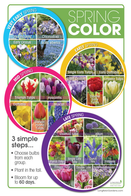 Plant Flower Bulbs in Three Easy Steps | Espoma Organic