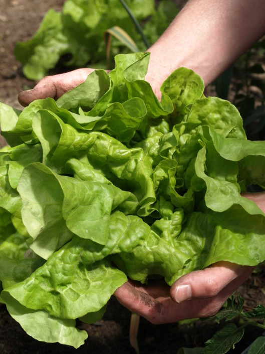 Let Us Grow Lettuce | Espoma Organic