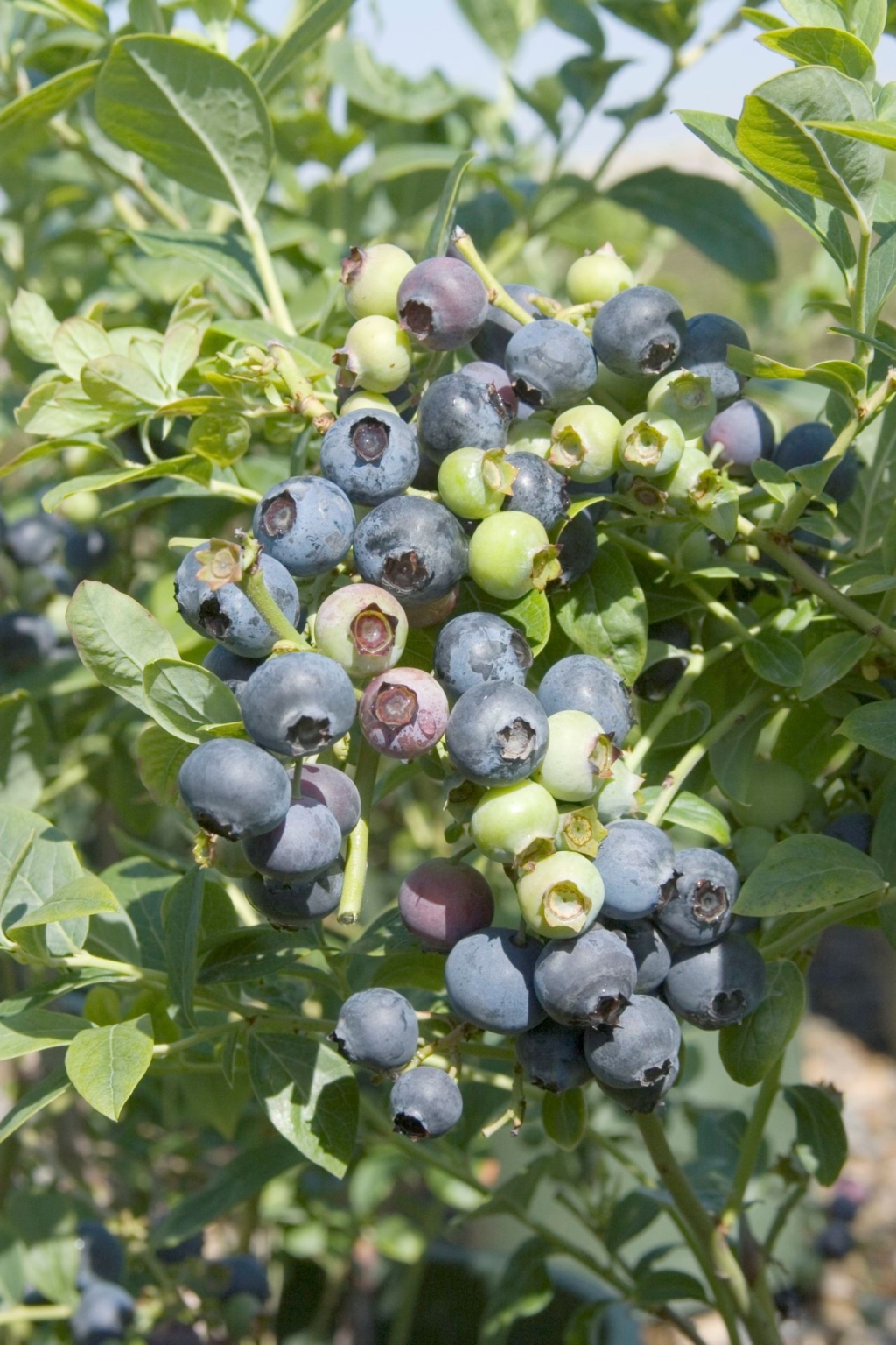 Blues Legends: The Best Tasting Blueberries to Grow | Espoma Organic