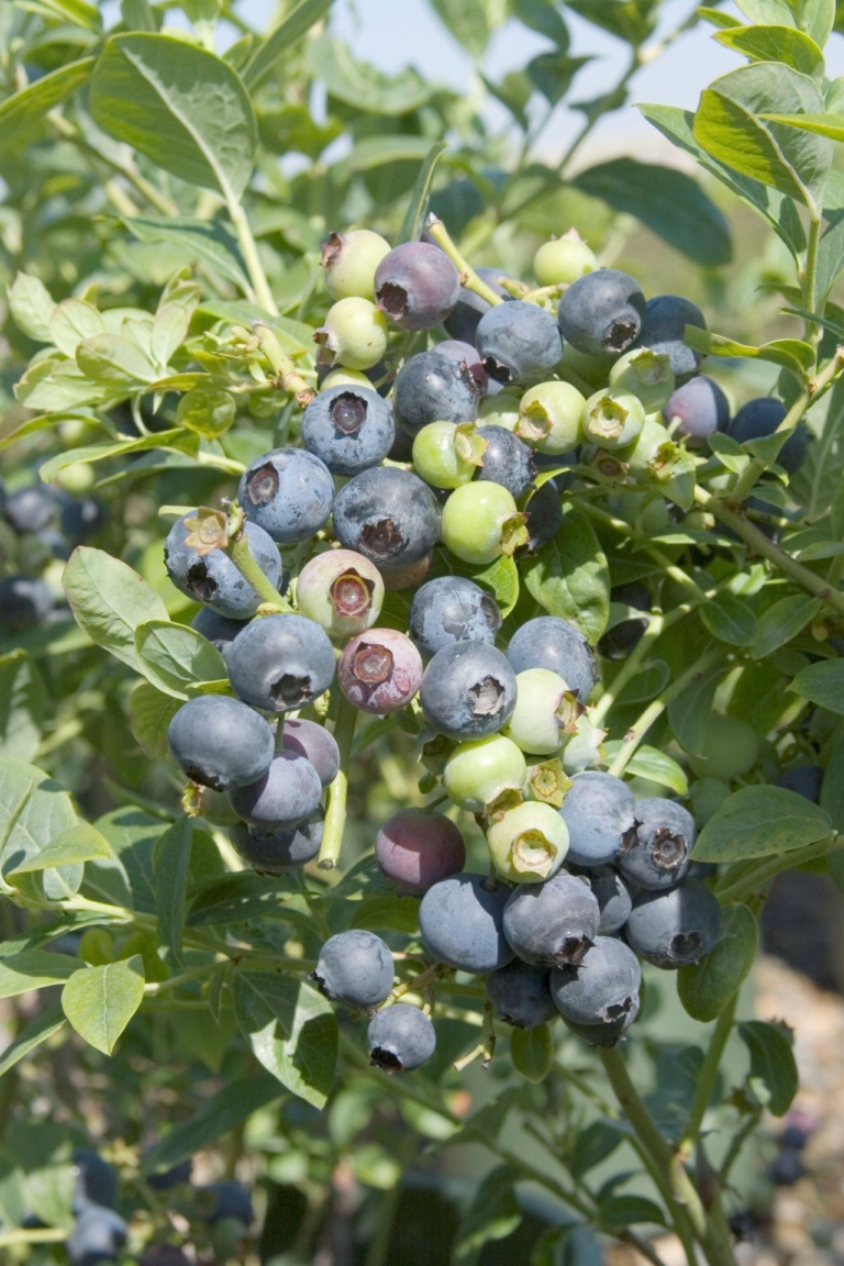 Blues Legends: The Best Tasting Blueberries to Grow | Espoma Organic