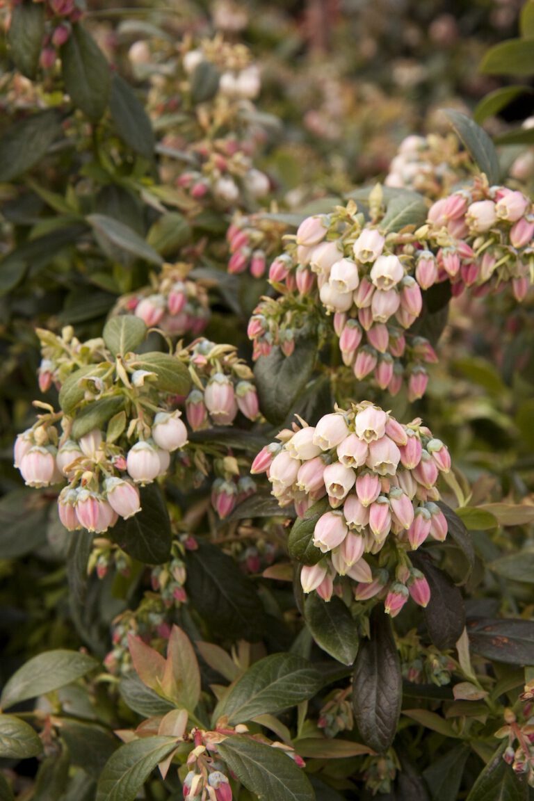 The Best Blueberries to Grow in Containers - Espoma Organic
