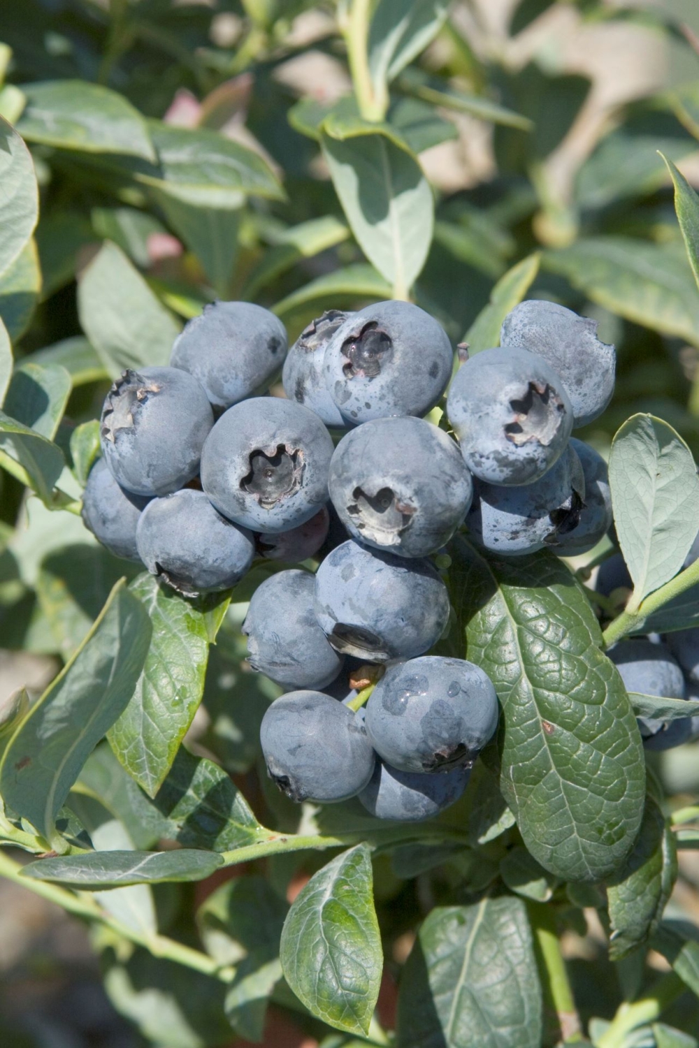 Blues Legends: The Best Tasting Blueberries to Grow | Espoma Organic
