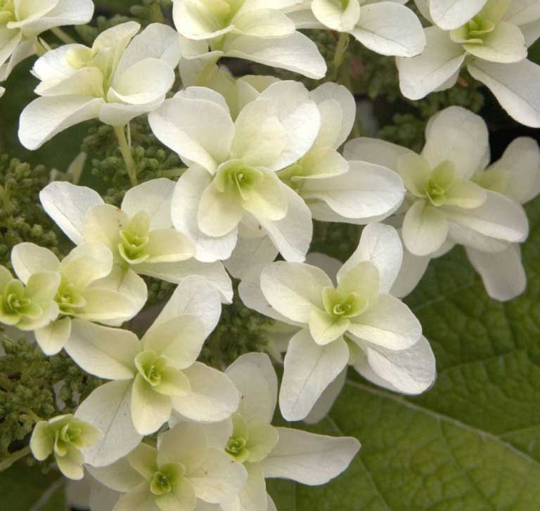 Best Hydrangeas for Beginners to Grow | Espoma Organic