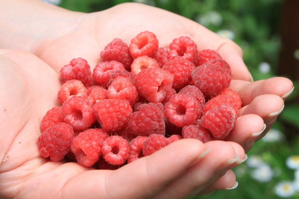 Seeing Red: Raspberries in the Garden | Espoma Organic