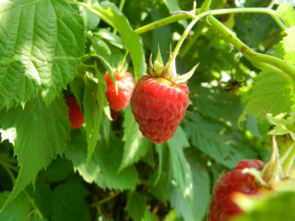 Seeing Red: Raspberries in the Garden | Espoma Organic