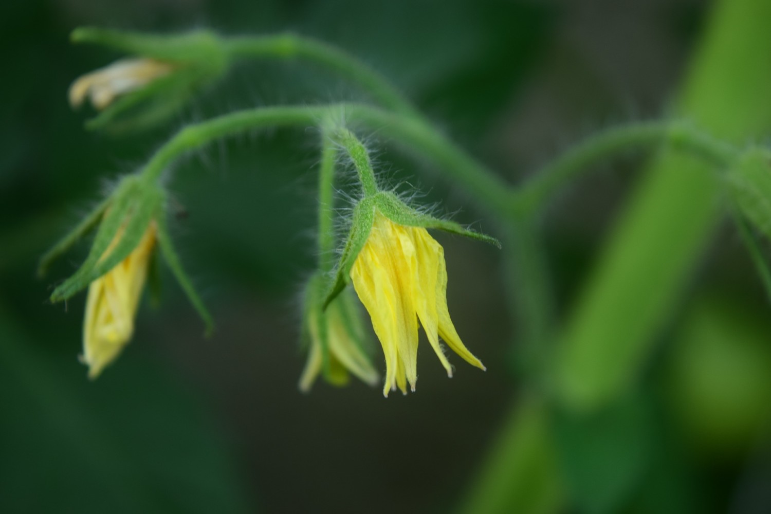 Less is More: How to Successfully Prune Tomatoes | Espoma Organic