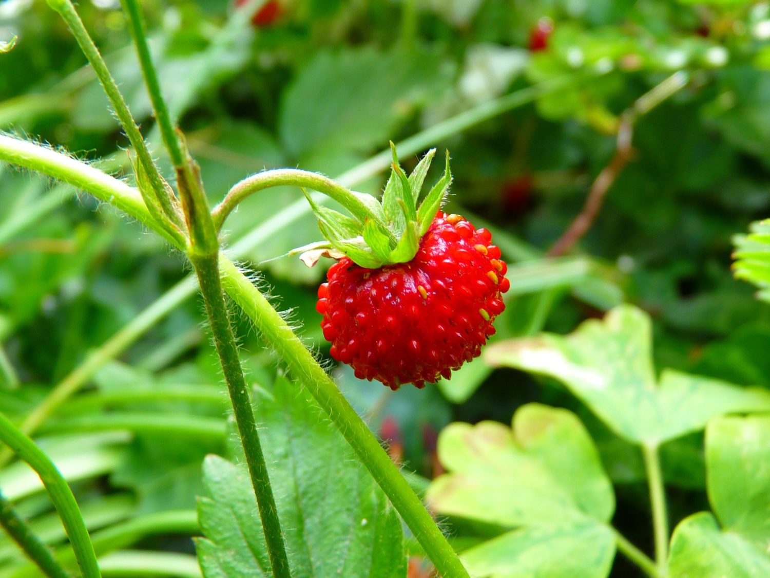The Secret to Strawberry Success | Espoma Organic