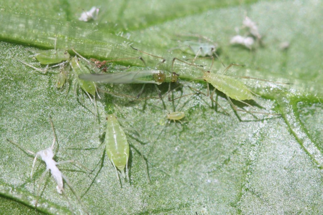 Protect Your Plants – 4 Common Tomato Pests | Espoma Organic
