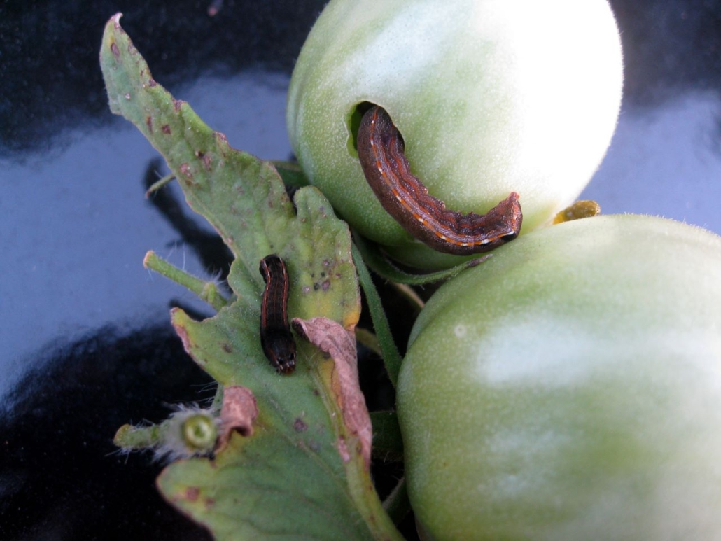 Protect Your Plants – 4 Common Tomato Pests | Espoma Organic