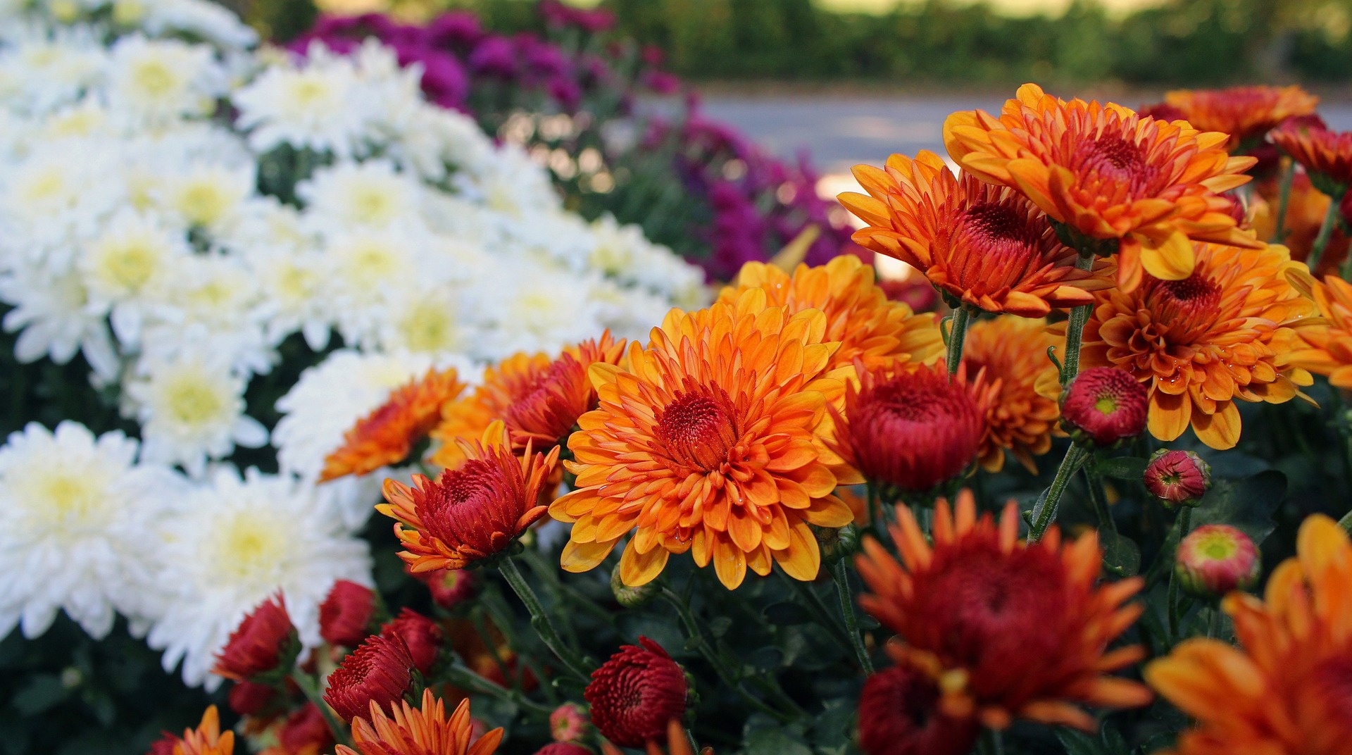 Fall Is The Best Time For Planting Espoma Fall Is The Best Time For Planting Espoma