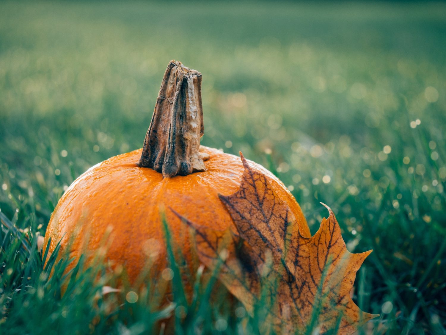 Fall Is the Best Time for Planting | Espoma Organic