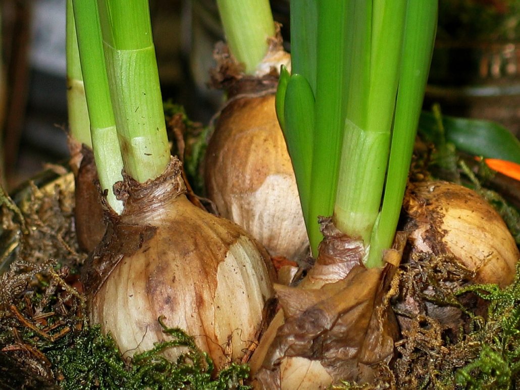 Your Fall Planted Bulb Questions Answered | Espoma Organic