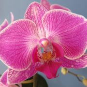 7 Plants Cupid Struck with His Arrow | Espoma