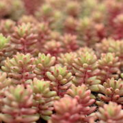 6 Easy-to-Grow Indoor Succulents | Espoma