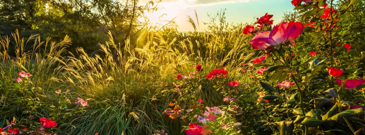 Espoma Organic Tomato-tone Organic Fertilizer | Espoma Organic