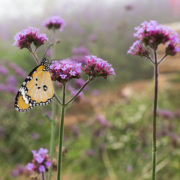 Best Hydrangeas for Beginners to Grow | Espoma