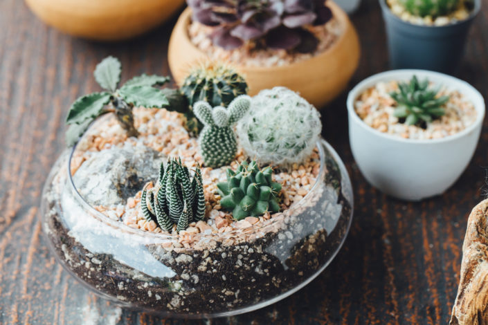 How To Make An Easy Terrarium | Espoma Organic