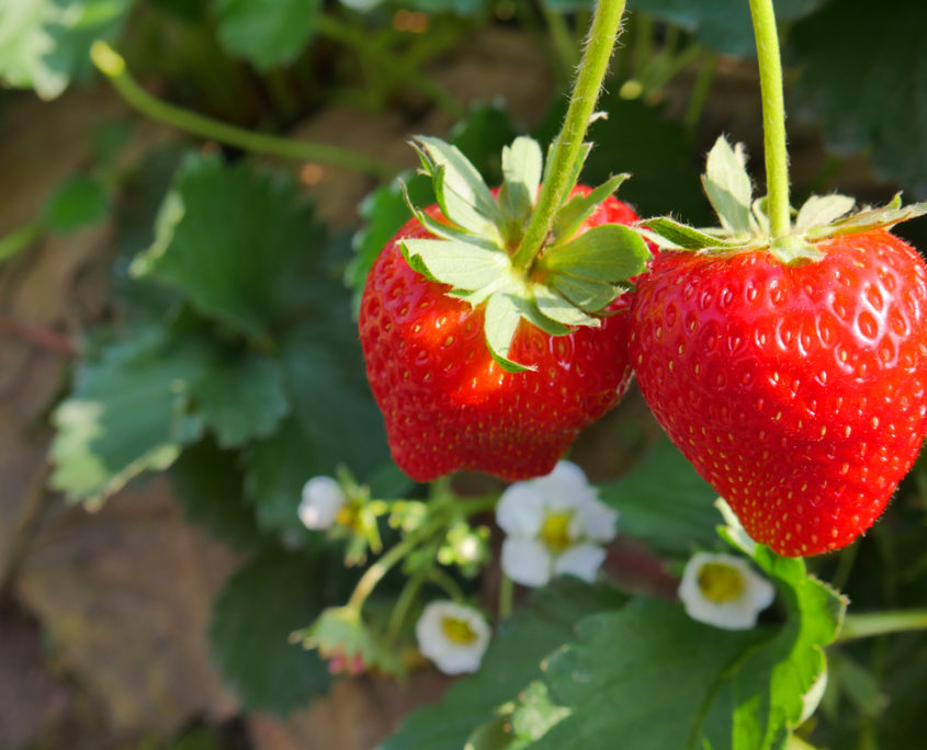 How to Choose the Right Strawberry Variety to Grow | Espoma Organic