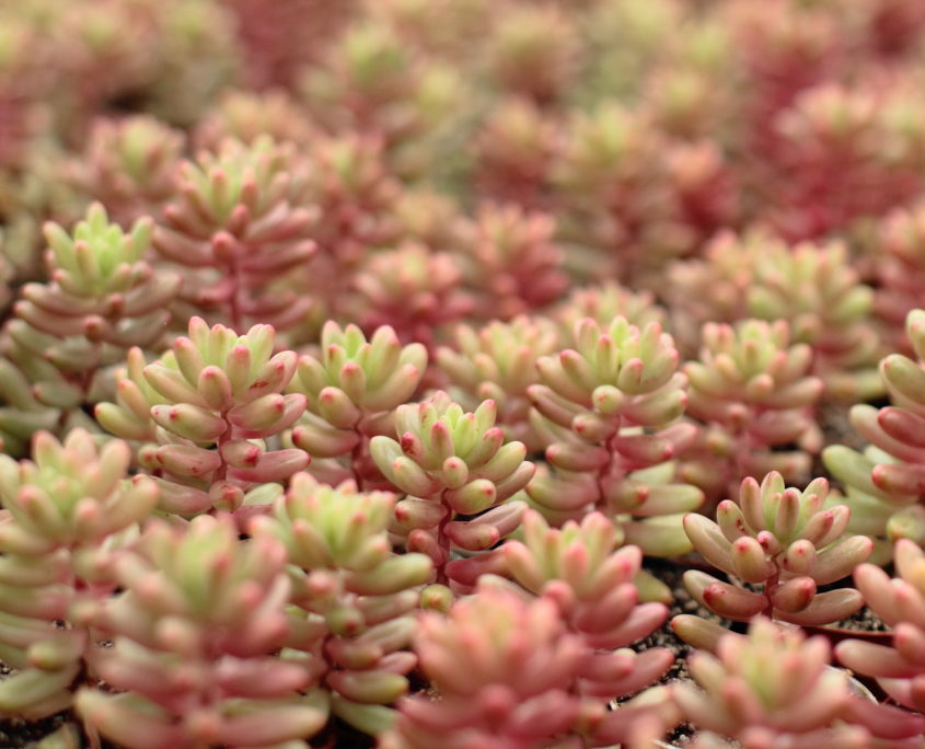 Hello Sunshine - Plants that Love the Sun | Espoma Organic