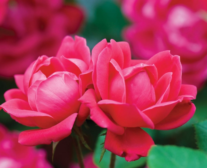 The Best Roses to Grow in Any Situation | Espoma Organic