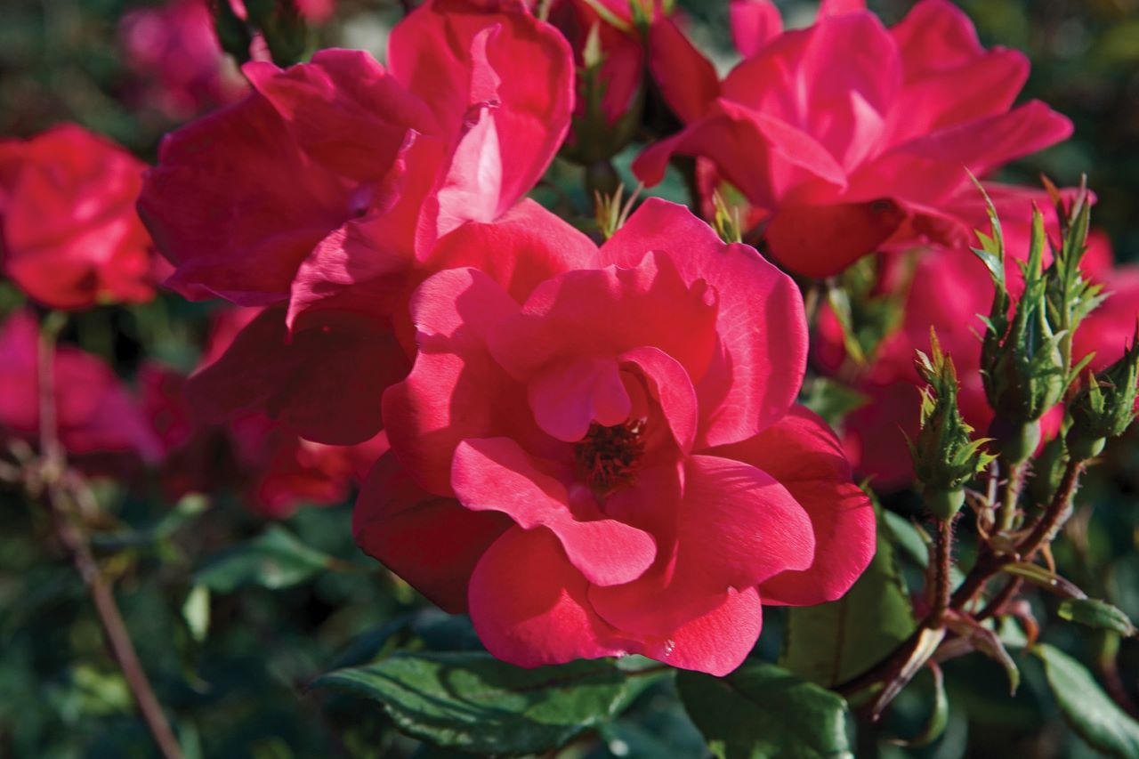 The Best Roses to Grow in Any Situation | Espoma Organic
