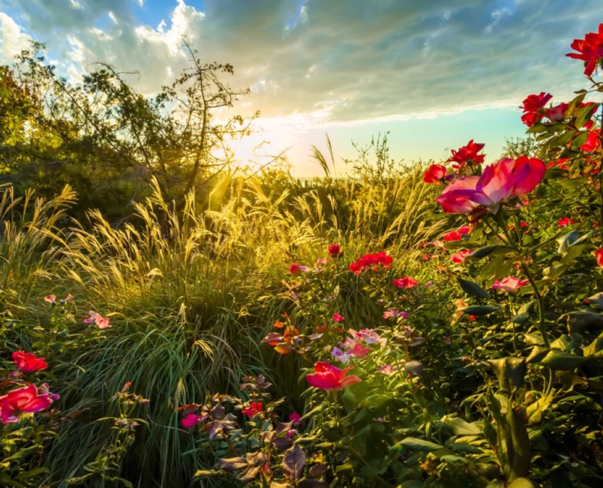 7 Flowers for a Sun-Kissed July Bouquet | Espoma Organic