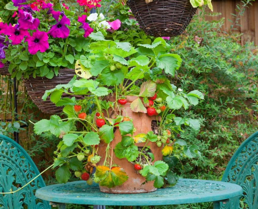 How to Choose the Right Strawberry Variety to Grow | Espoma Organic