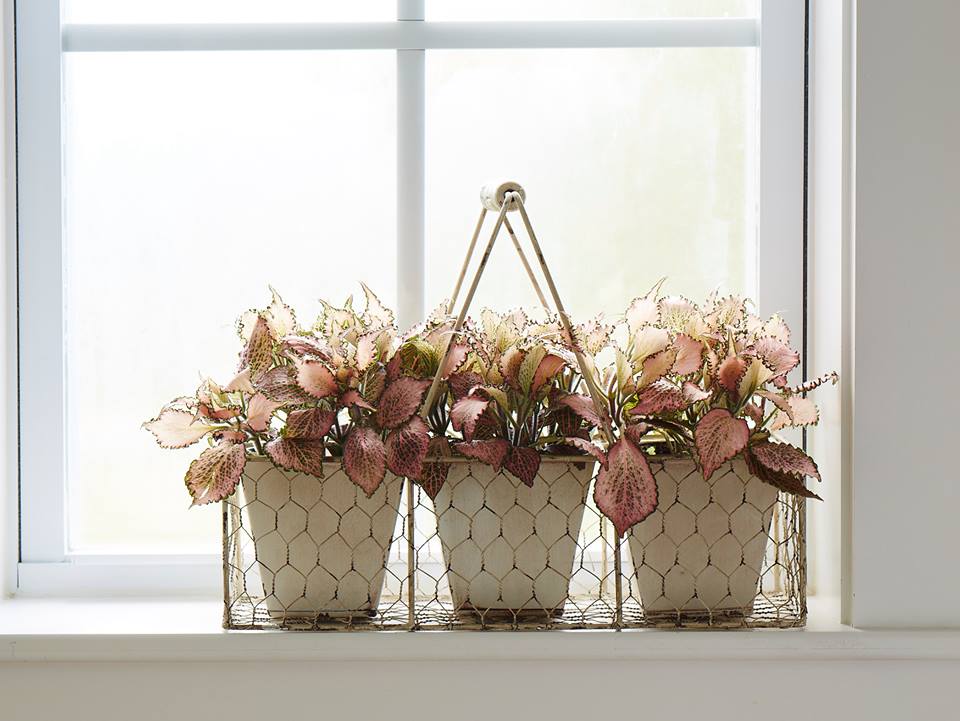 The best indoor plants for small spaces | Espoma Organic