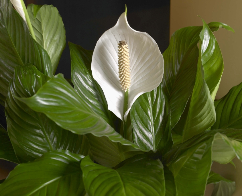 What is an Aroid Houseplant? | Espoma Organic