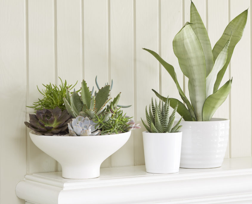 Dress up Your Desk with Succulents | Espoma Organic