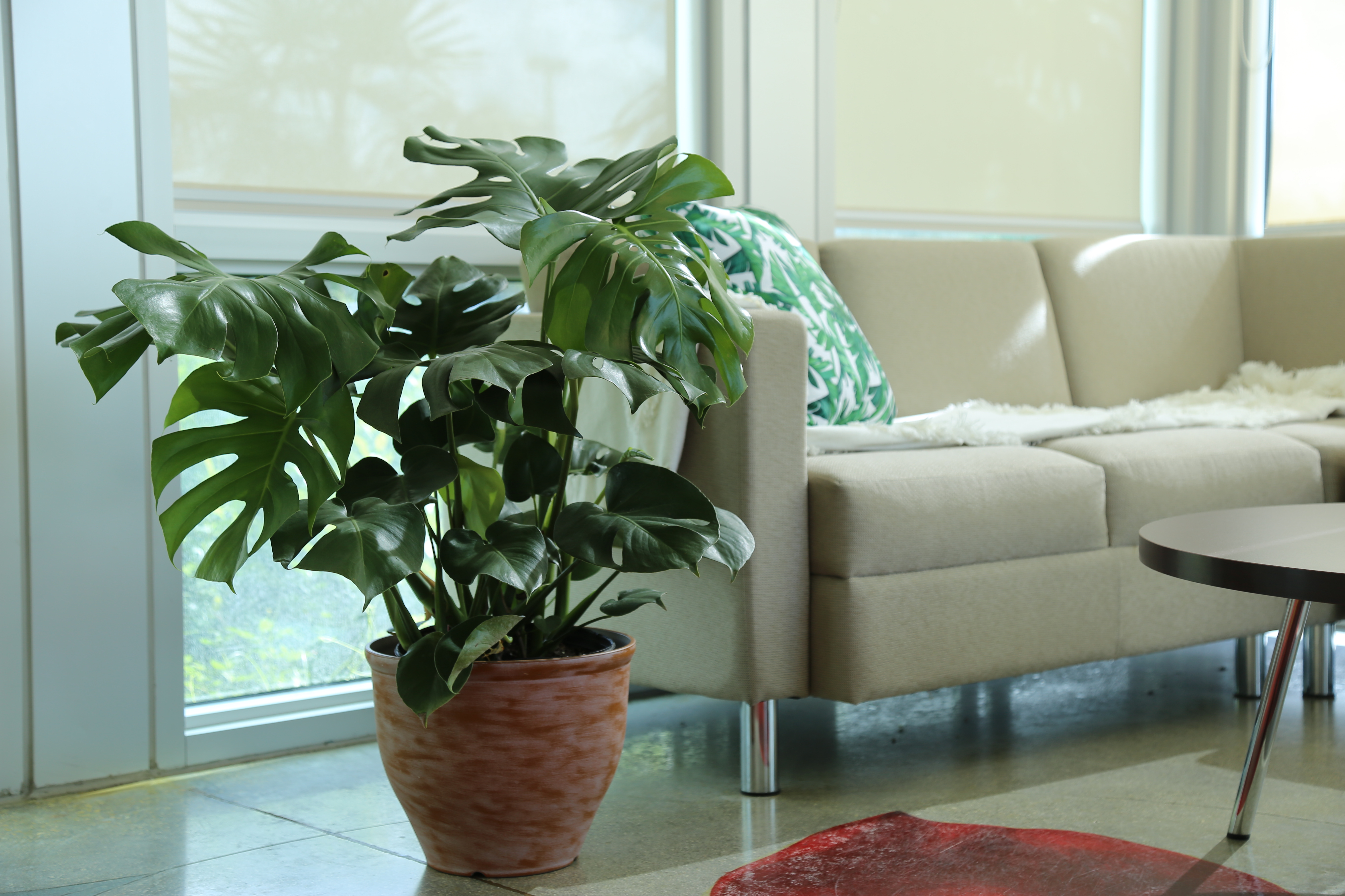 Monstera Q&A with Plant Guru Justin Hancock | Espoma Organic