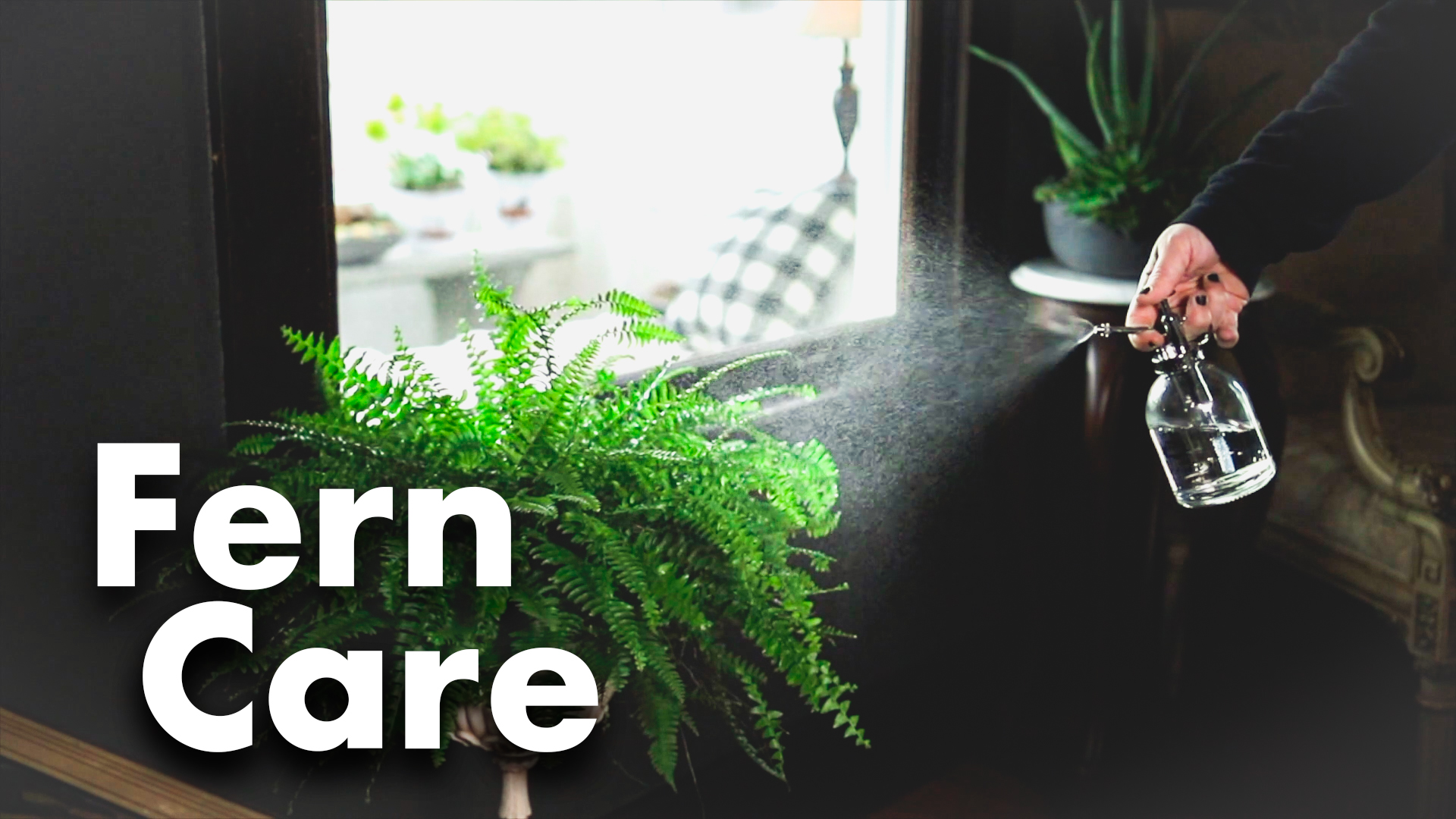 Fern Care Guide with Garden Answer | Espoma Organic