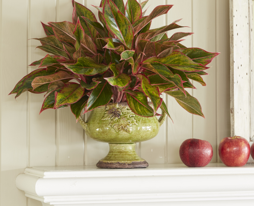 What is an Aroid Houseplant? | Espoma Organic