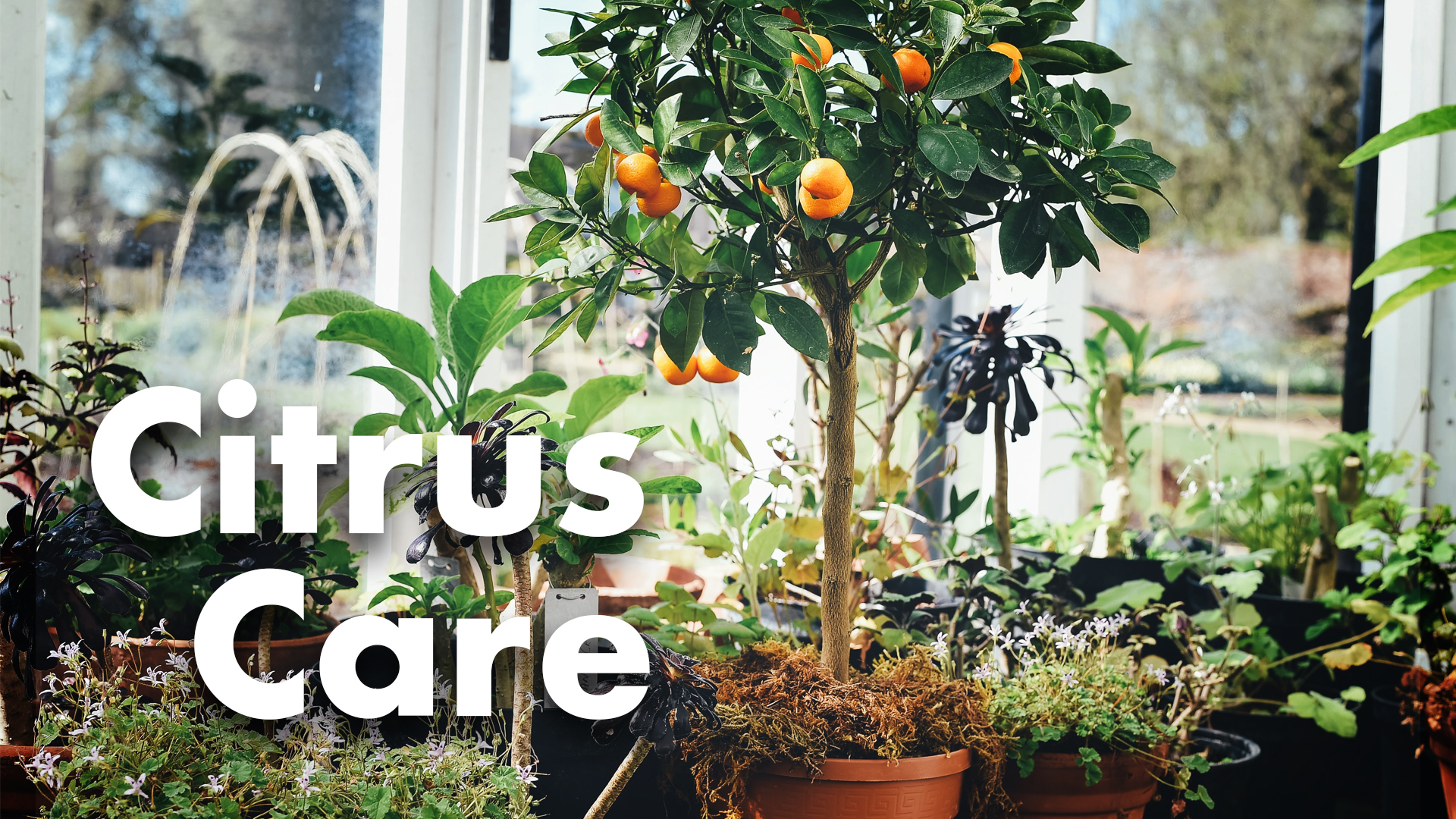 Espoma Organic Citrus-tone Organic Fertilizer | Espoma Organic