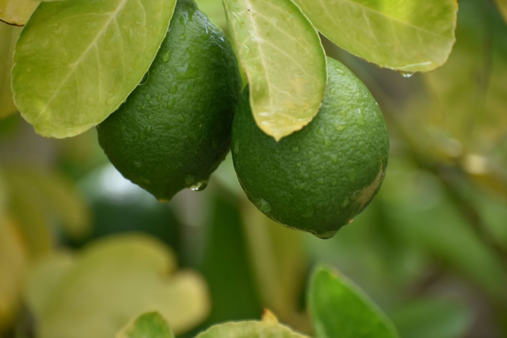 Espoma | How to Grow Citrus Fruit Indoors