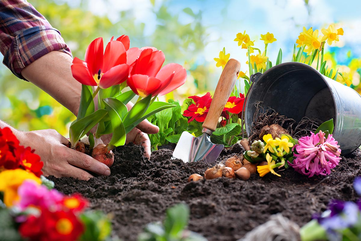 Plant Fall Bulbs to Brighten Your Spring | Espoma Organic