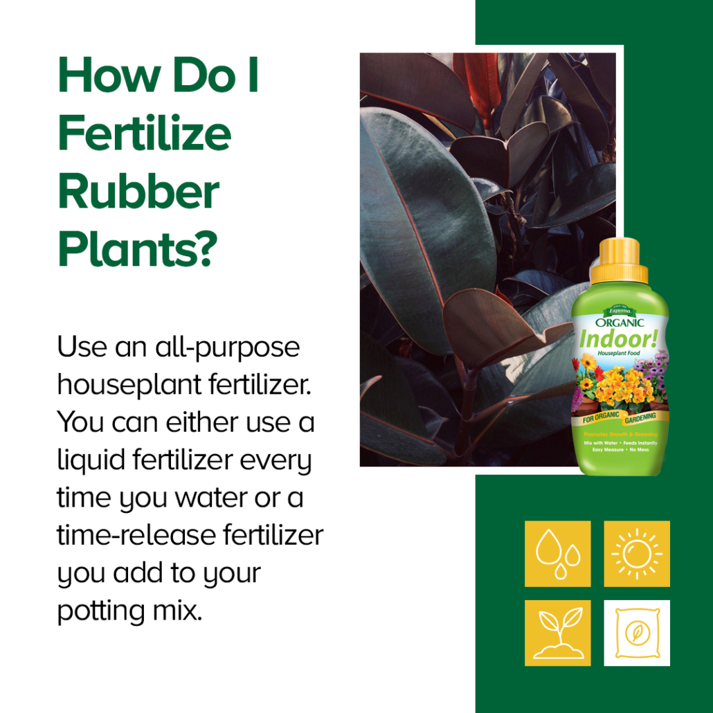 Rubber Plant Care and FAQs | Espoma Organic