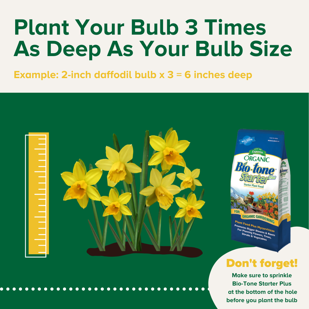 BAGR Episode 150 Blog: All the Bulb Basics You Need | Espoma Organic