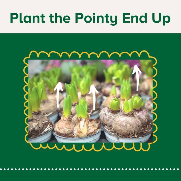 Espoma Organic Bulb-tone Organic Fertilizer | Espoma