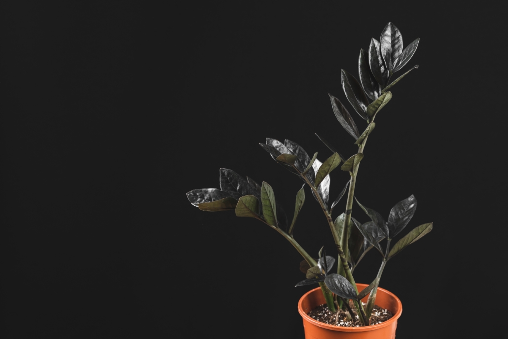 8 Terror-ific Plants to Spookify your Home & Garden for Halloween ...