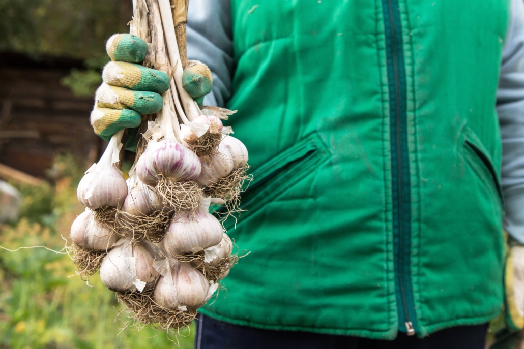 8 Terror-ific Plants to Spookify your Home & Garden for Halloween ...
