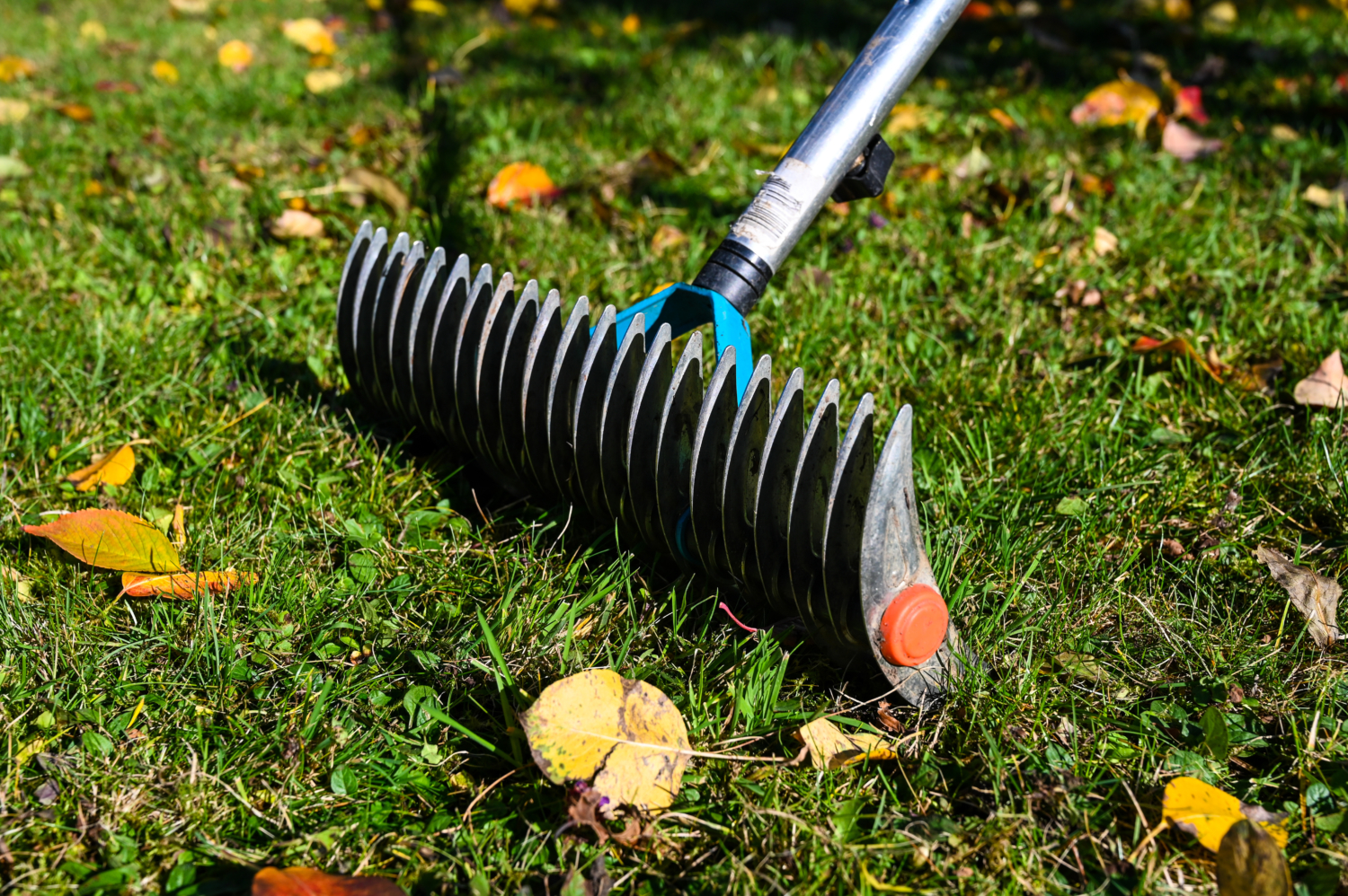 6 Ways to Winterize your Lawn and Brave the Cold | Espoma Organic