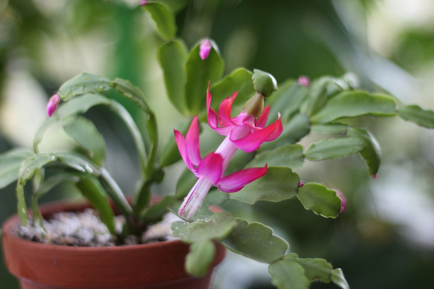 BAGR Blog 159: Houseplants that Bloom | Espoma Organic