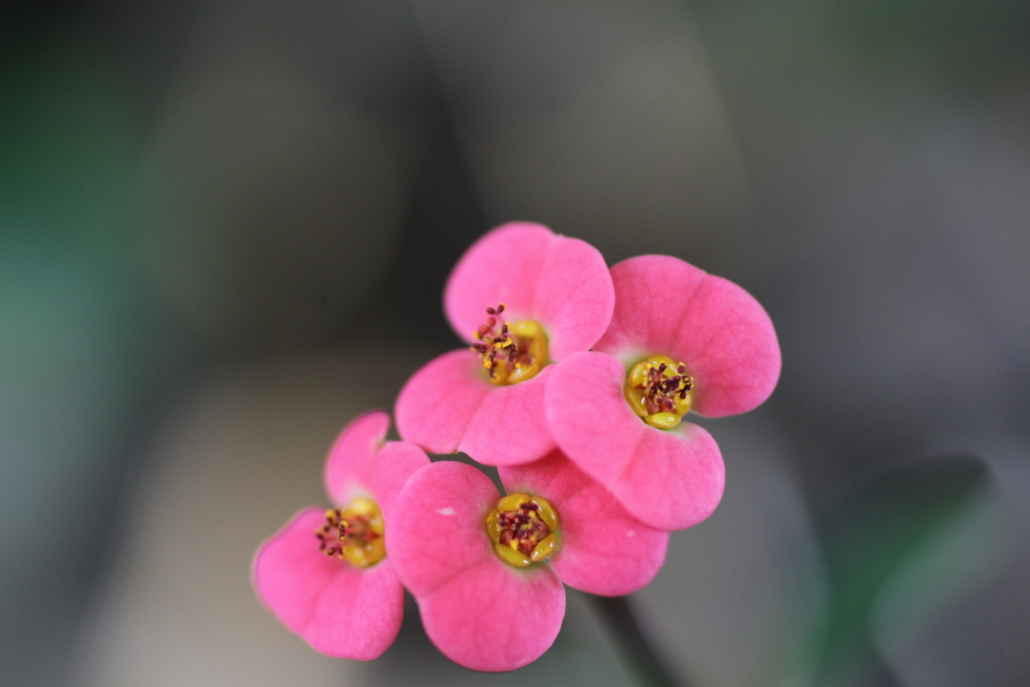 BAGR Blog 159: Houseplants that Bloom | Espoma Organic