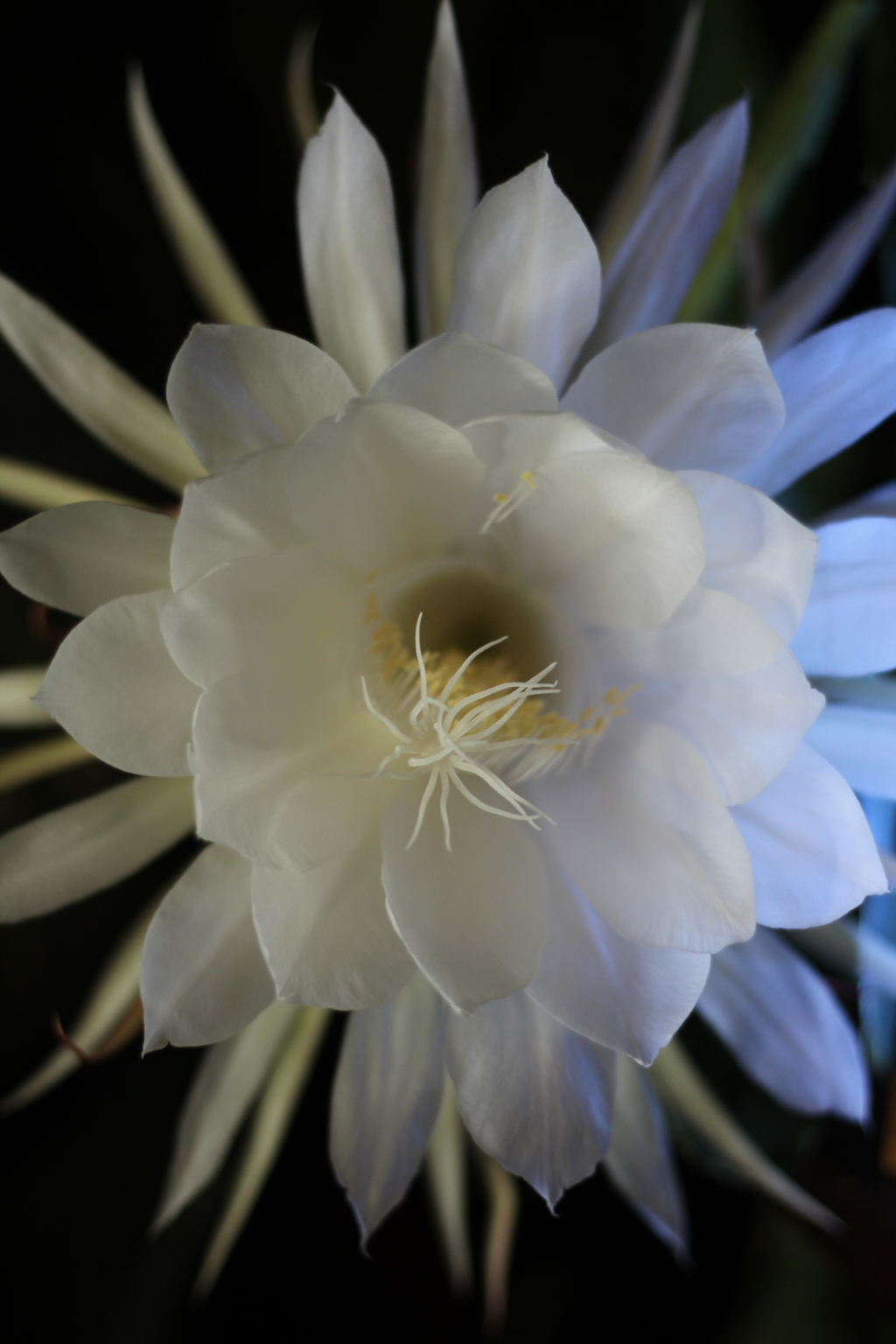 BAGR Blog 159: Houseplants that Bloom | Espoma Organic