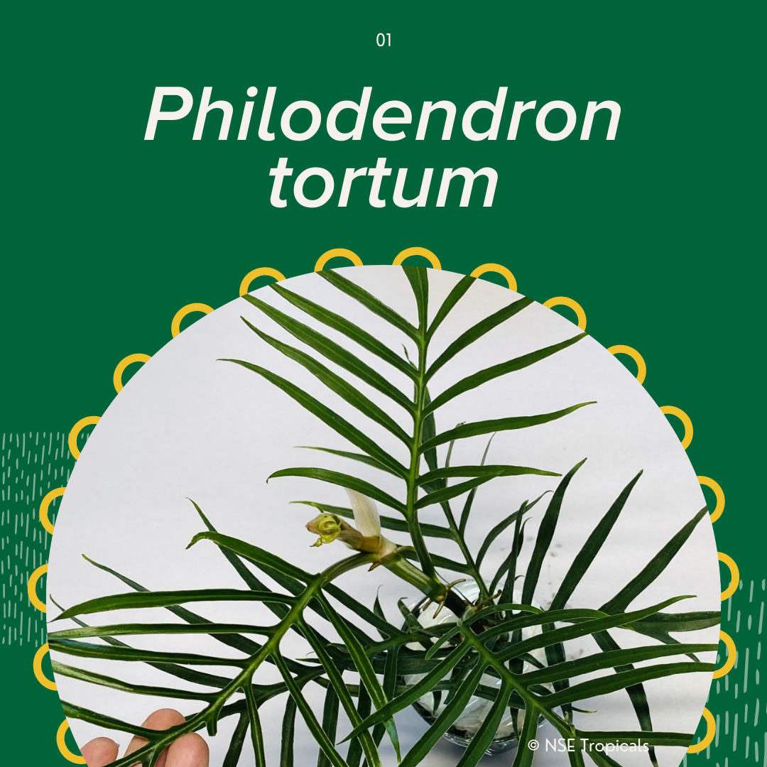 Popular Aroids to Add to Your Collection | Espoma Organic