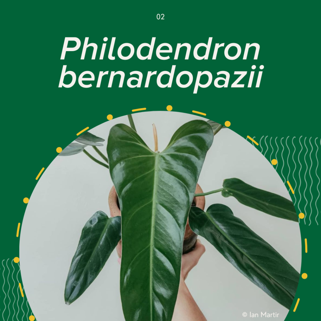 Popular Aroids to Add to Your Collection | Espoma Organic