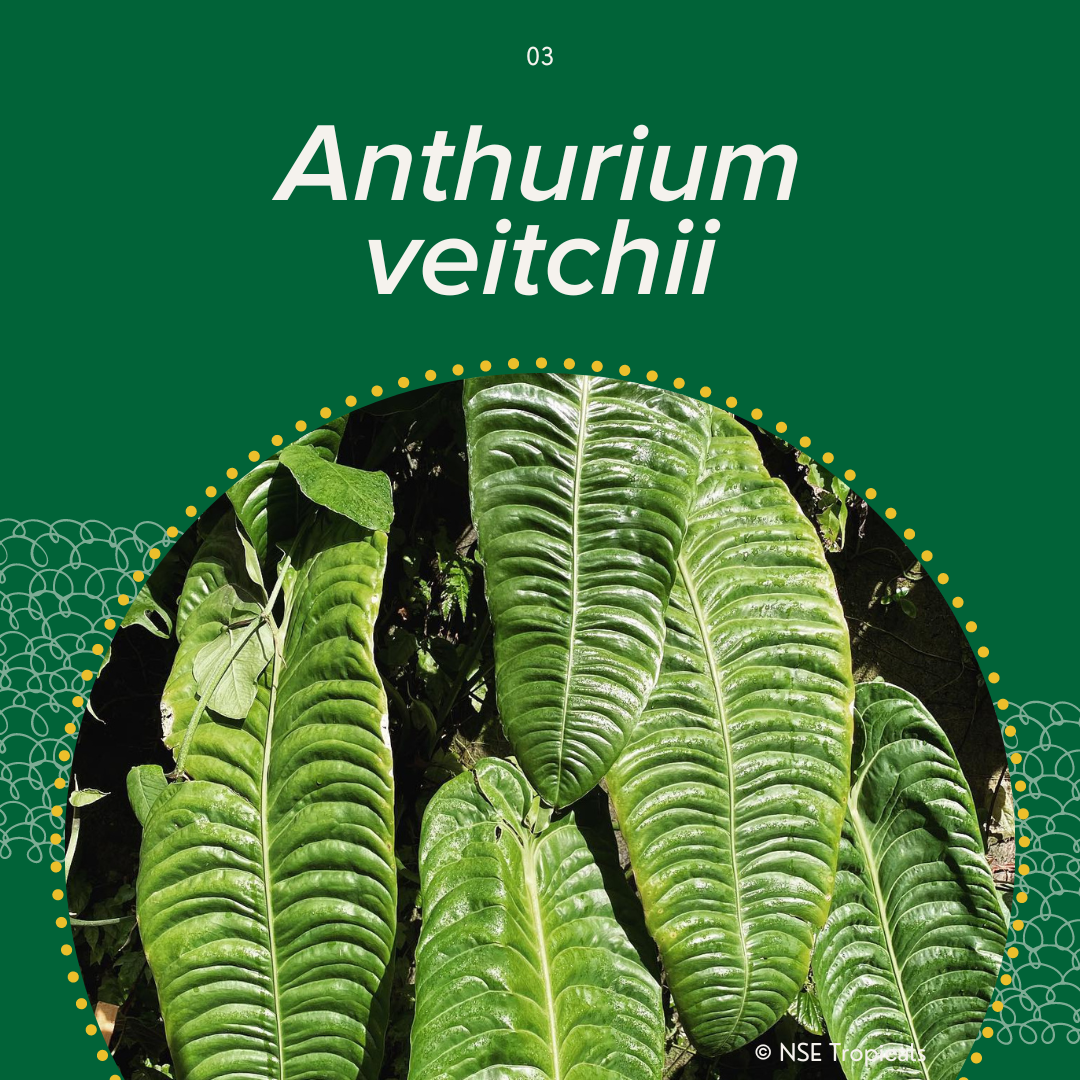 Popular Aroids to Add to Your Collection | Espoma Organic